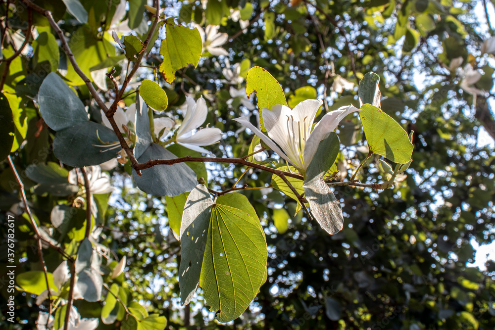 Brazilian orchid tree or pata-de-vaca, Bauhinia forficata, tree of the ...