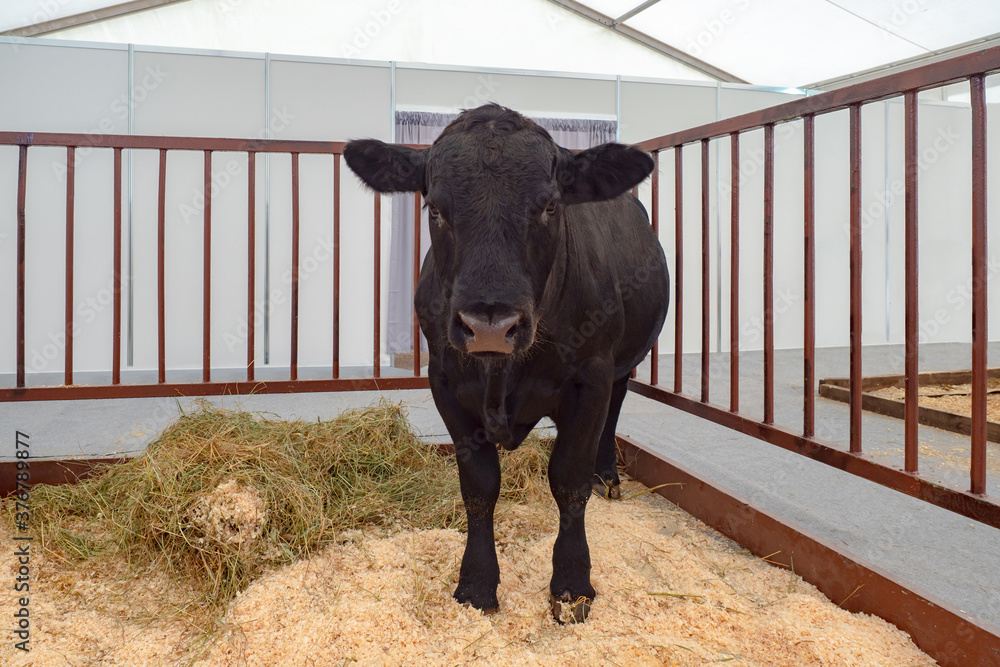 The black cow looks at the camera. Animals at an agricultural ...