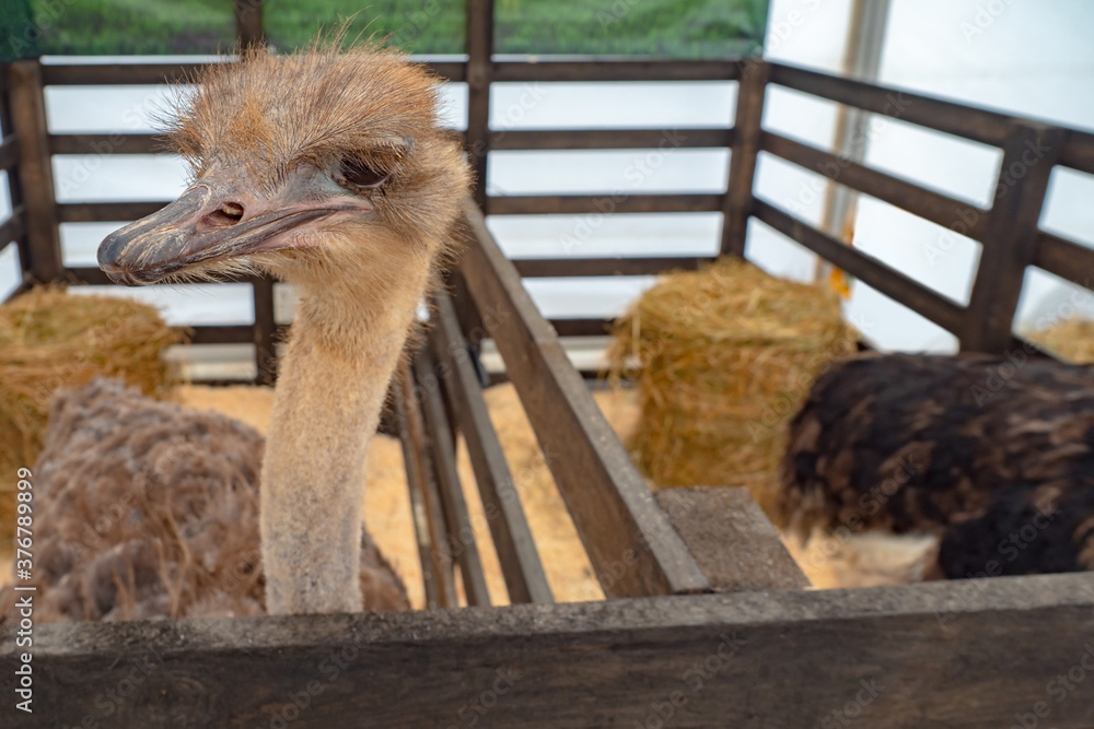 Ostrich head close-up. A bird with a long neck in a pen. A curious ...
