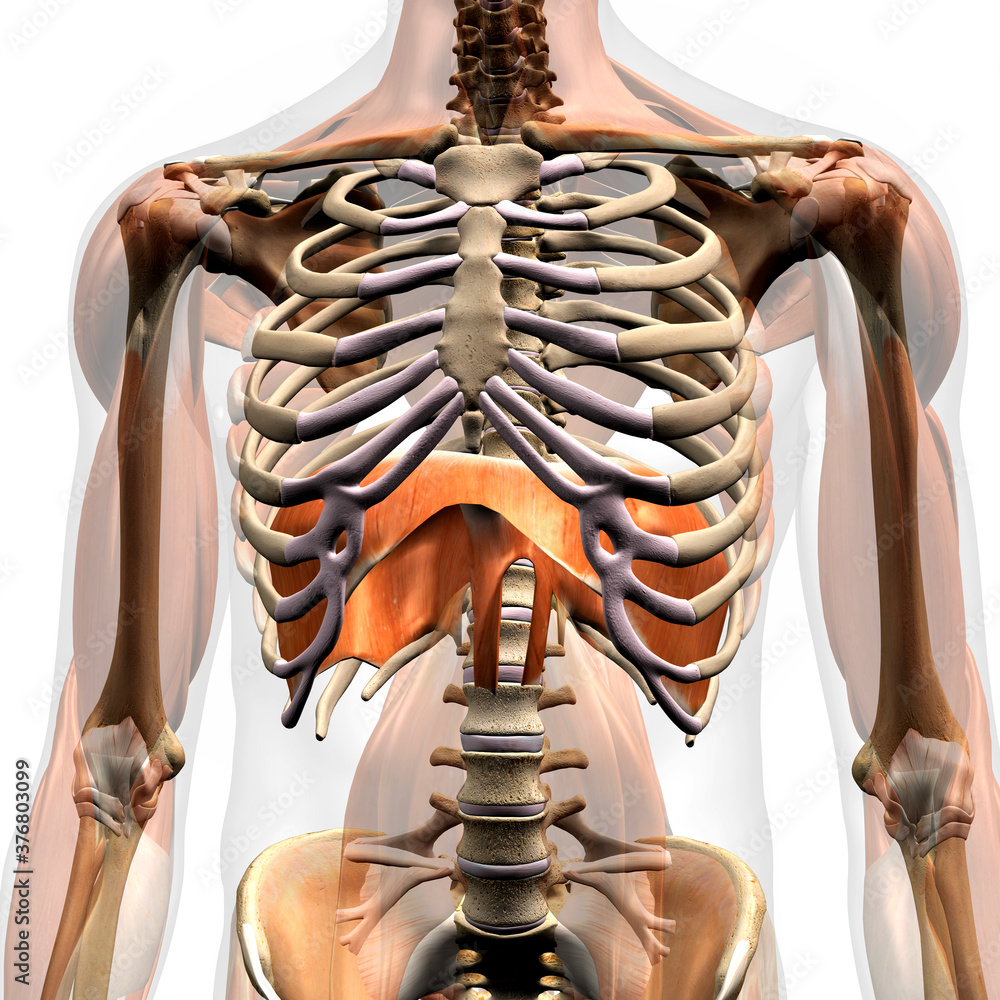 Diaphragm Muscle Anatomy