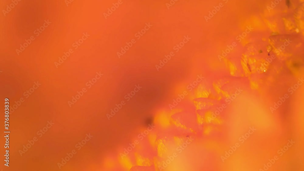 Microscope Plants Desert Sunflower 1200x Focus In and Out 2 Stock Video ...