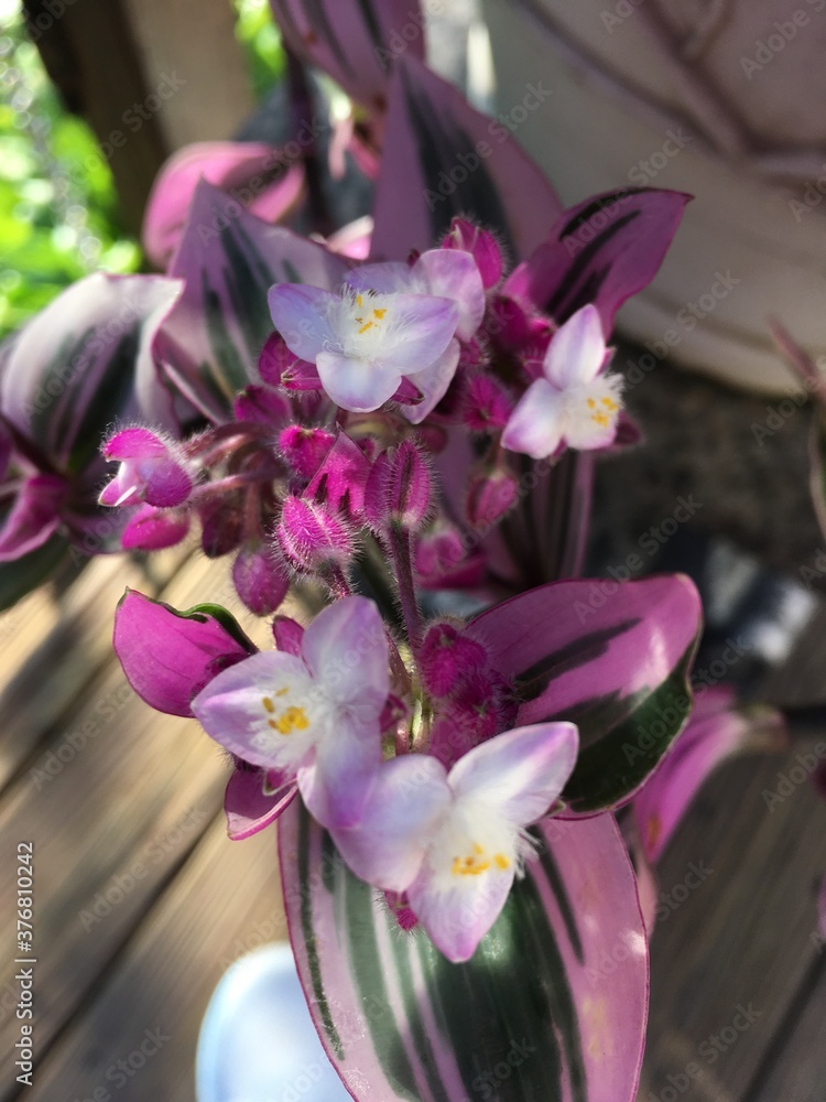 Brilliant three-petal flowers on hardy white and green plant known by ...