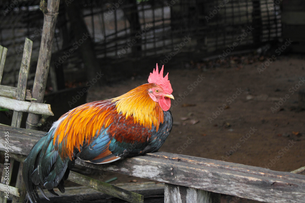 Foto de beautyfull red chicken, wild chicken, chichen in asia Red ...