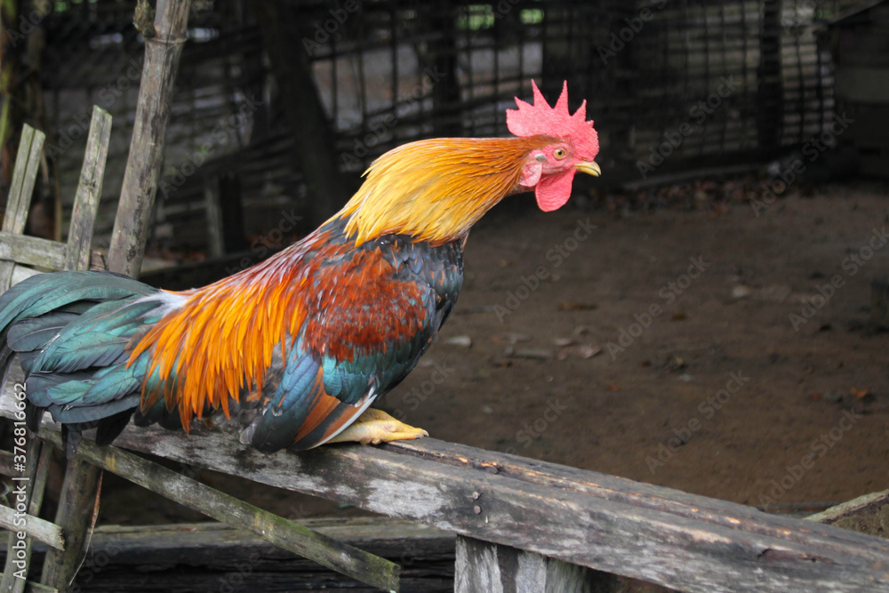 beautyfull red chicken, wild chicken, chichen in asia Red Junglefowl ...