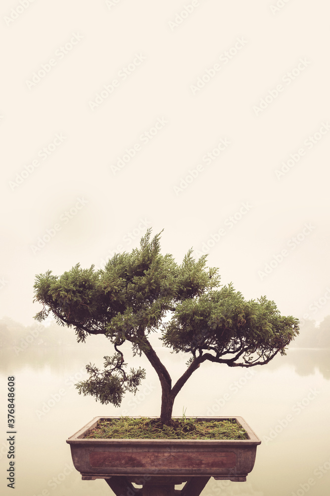 Foto de Japanese green bonsai tree in pot at zen garden with vintage ...