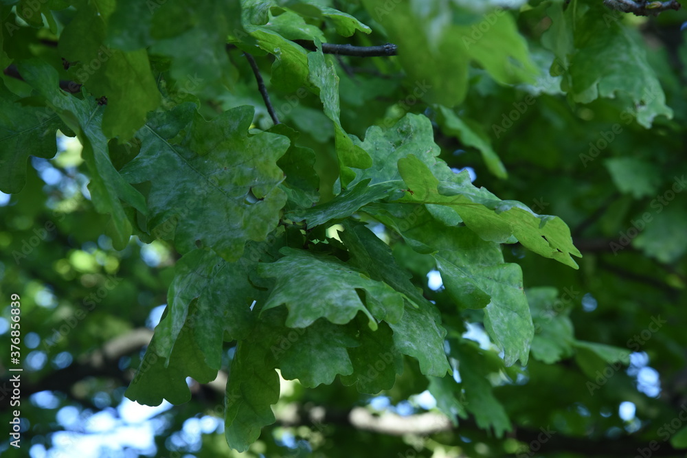 English oak tree is inffected by powdery mildew sick leafs Stock Photo ...