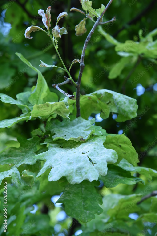 English oak tree is inffected by powdery mildew sick leafs Stock Photo ...