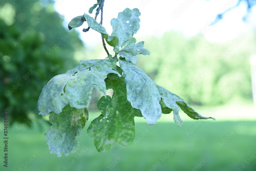 English oak tree is inffected by powdery mildew sick leafs Stock Photo ...