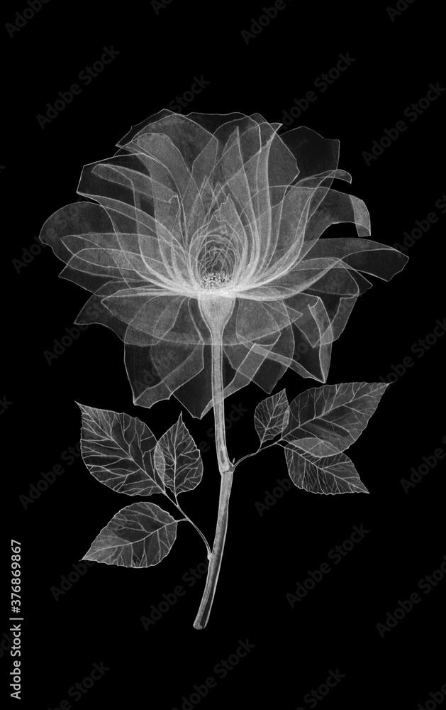 Transparent flowers of bright color, glow in the dark, with chalk ...