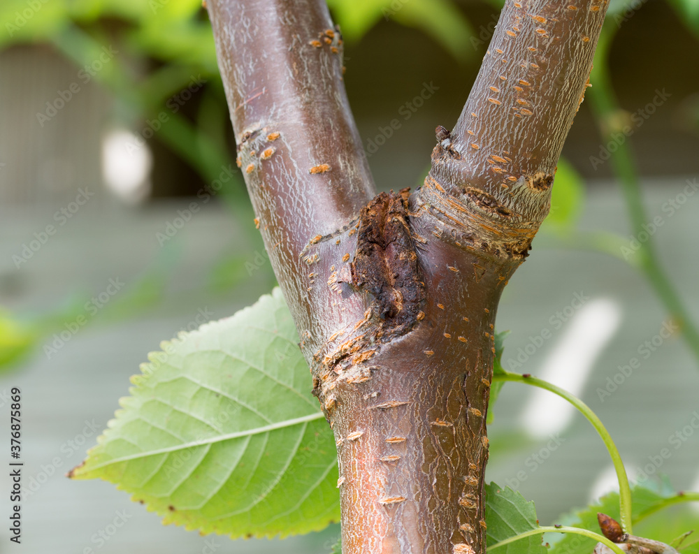 Close up cherry disease bacteria canker on stem. Sunken canker on the ...