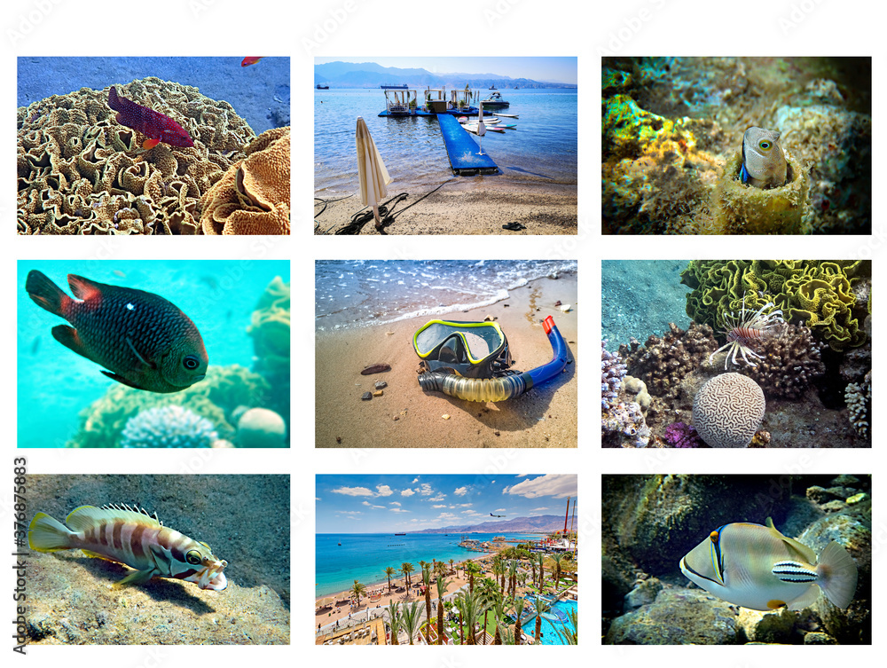 Collage of tropical exotic fishes inhabiting coral reefs at the Red Sea ...