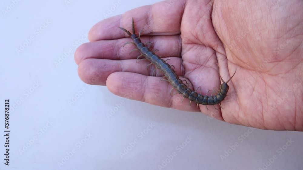 centipede on the hand close up of centipede closeup giant centipede ...