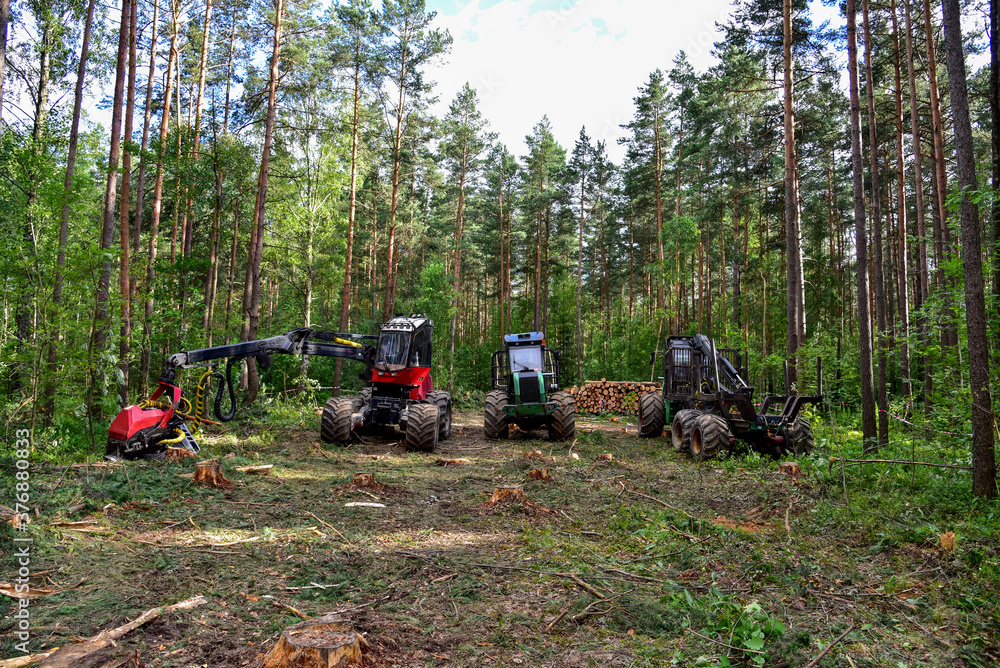 Pine forest harvesting machine and Crane forwarder at during clearing ...