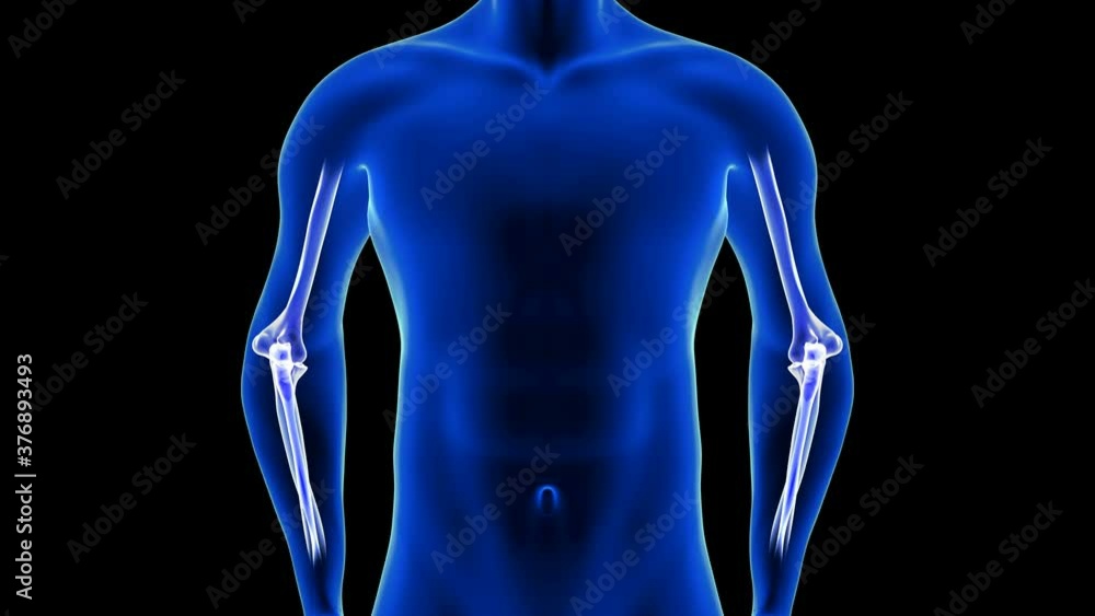 Elbow Pain animation front view close-up. Blue Human Anatomy Body 3D ...