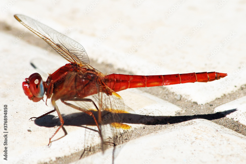 Libelle Stock Photo | Adobe Stock