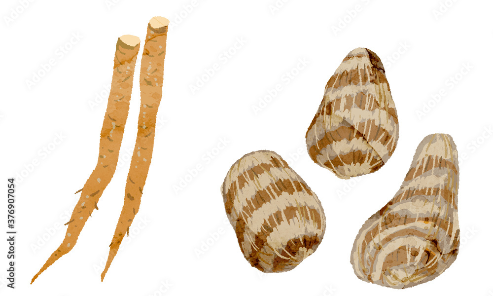 Watercolor of burdock root and taro Stock Vector | Adobe Stock