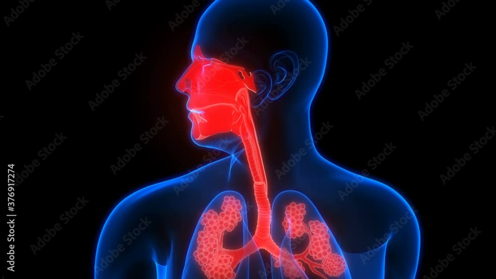 Human Respiratory System Lungs with Larynx and Pharynx with Alveoli ...