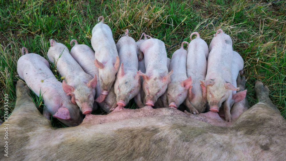 Pig mother feeds the newborn piglets with their milk. Small strong pigs ...