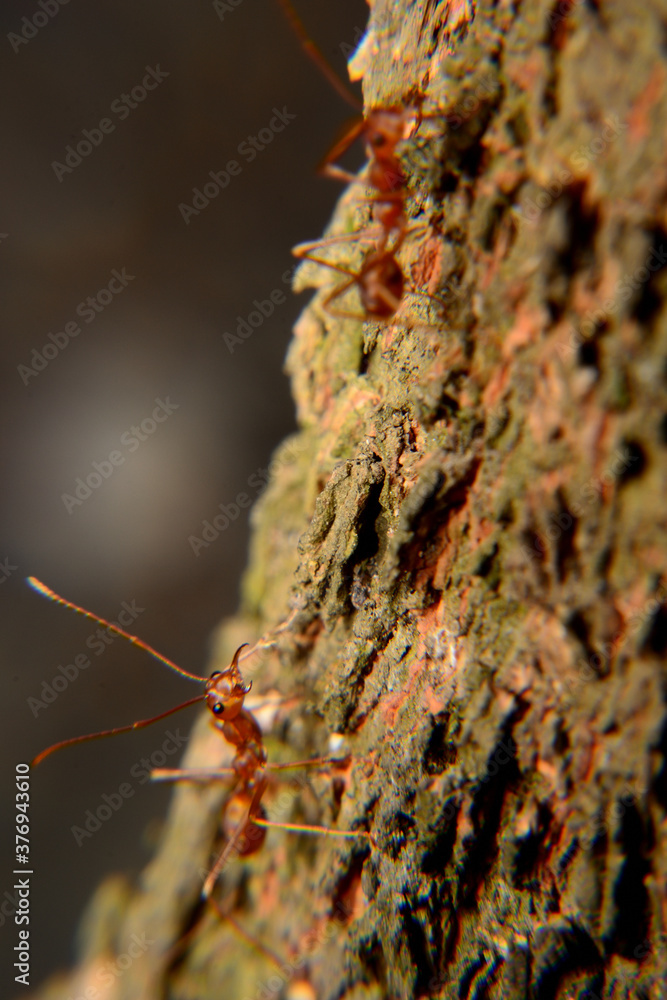 Weaver ants or green ants. Weaver ants live in trees and are known for ...