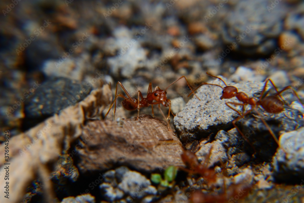 Weaver ants or green ants. Weaver ants live in trees and are known for ...