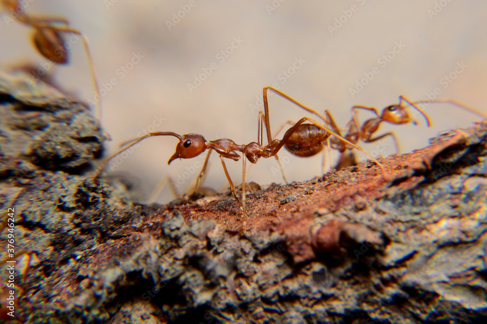 Weaver ants or green ants. Weaver ants live in trees and are known for ...