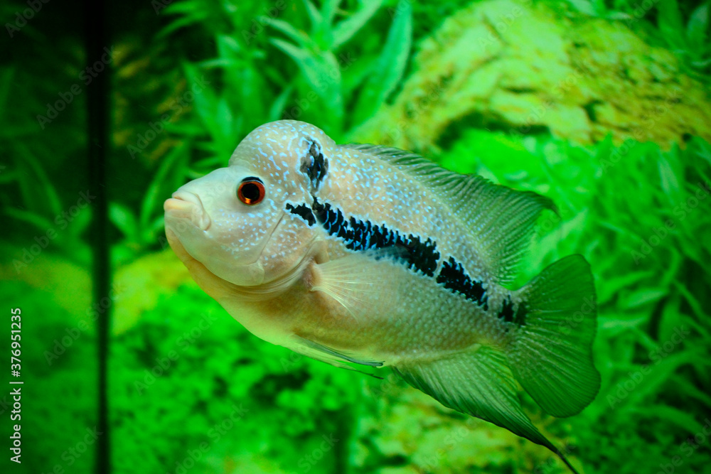 Flowerhorn is one of the most well-known ornamental fish kept in ...