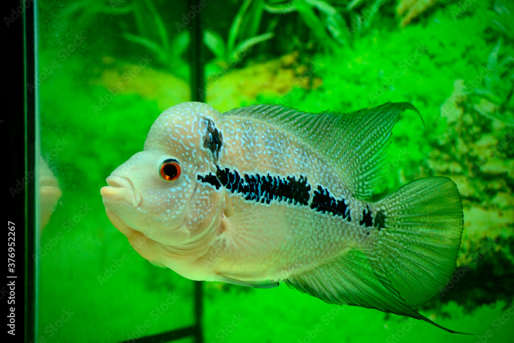 Flowerhorn is one of the most well-known ornamental fish kept in ...
