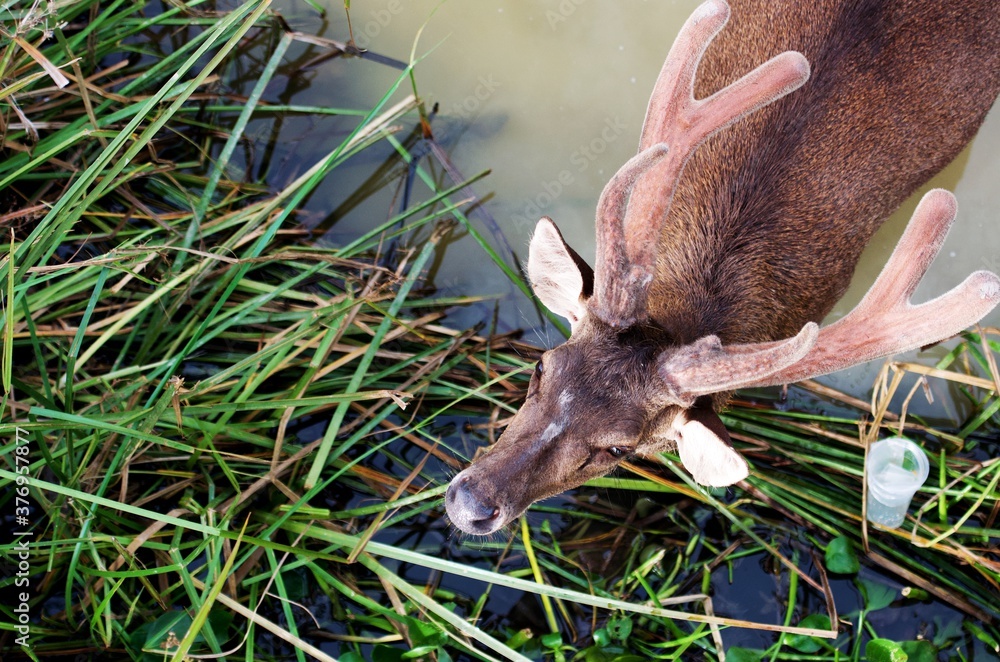 The Indian hog deer (Hyelaphus porcinus) is a small deer whose habitat ...
