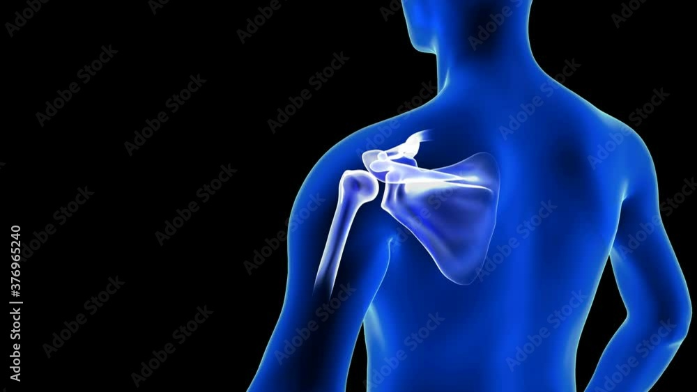 Shoulders Pain close-up animation from back view. Blue Human Anatomy ...