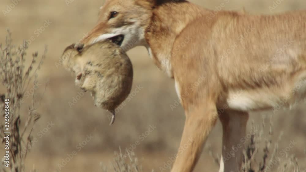 Ethiopian wolf holding Big-Headed African mole rat in mouth, Ethiopia ...