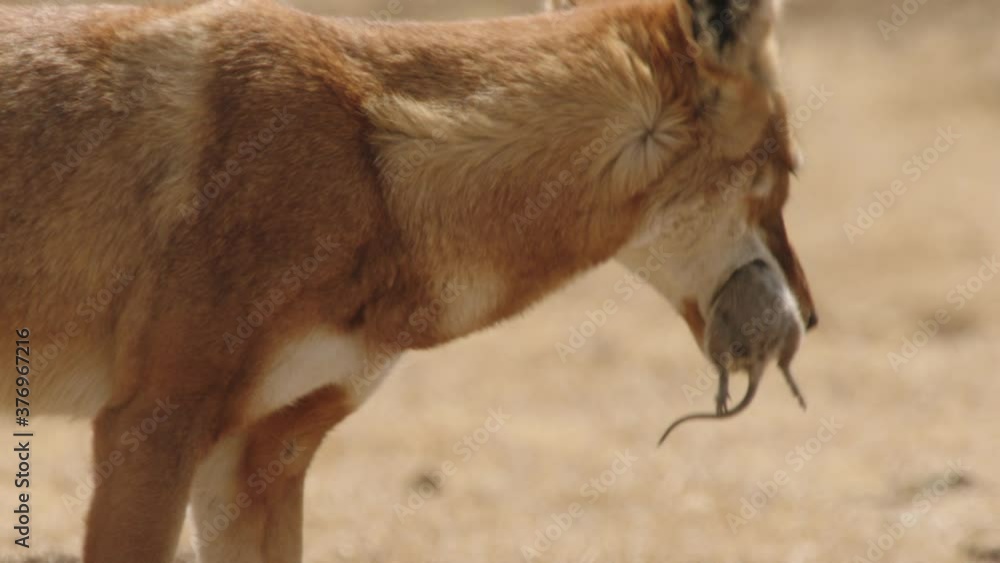 Ethiopian wolf killing its big-headed African mole rat prey, Ethiopia ...