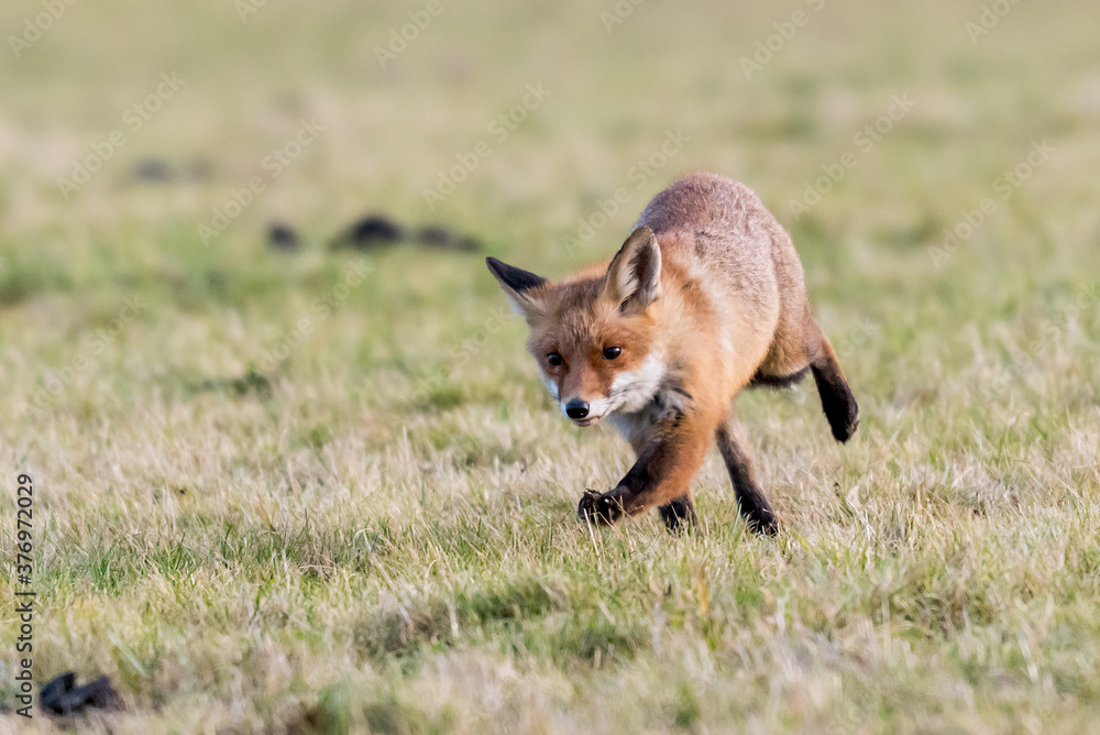 Cute Red Fox, Vulpes vulpes in fall forest. Beautiful animal in the ...