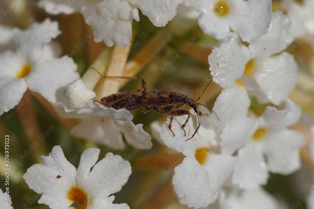 Damsel bug (Himacerus mirmicoides) of the family Nabidae on flowers of ...