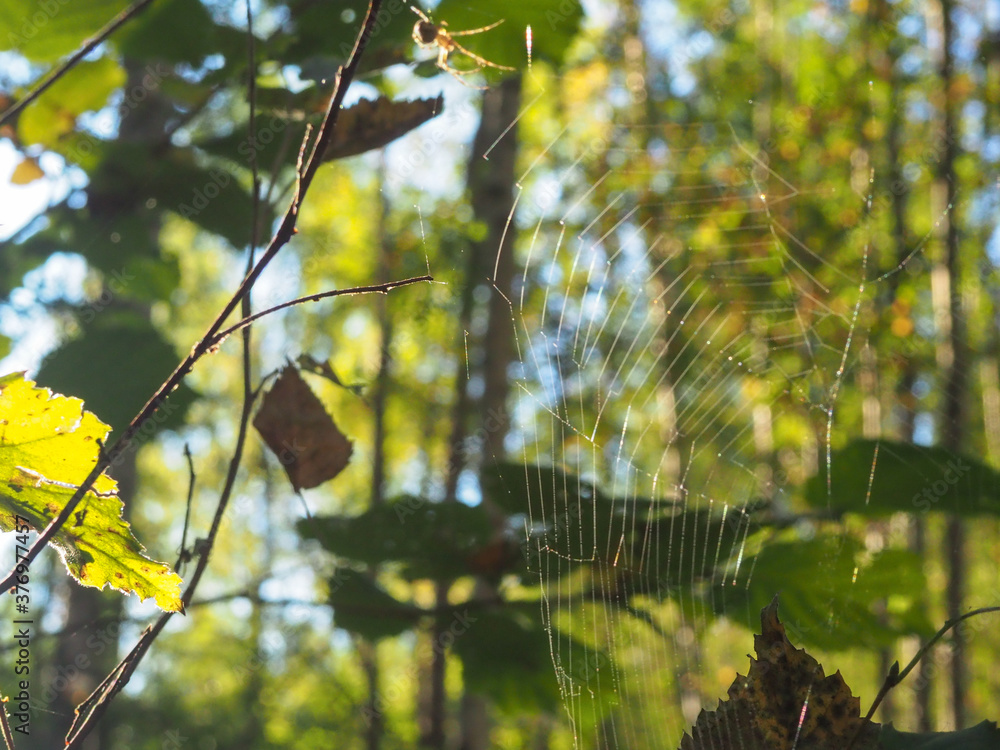 gossamer in the forest. spider. late summer. nature. poster. Stock ...
