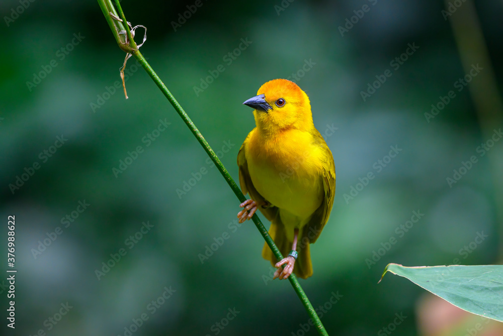 The eastern golden weaver (Ploceus subaureus) is a species of bird in ...