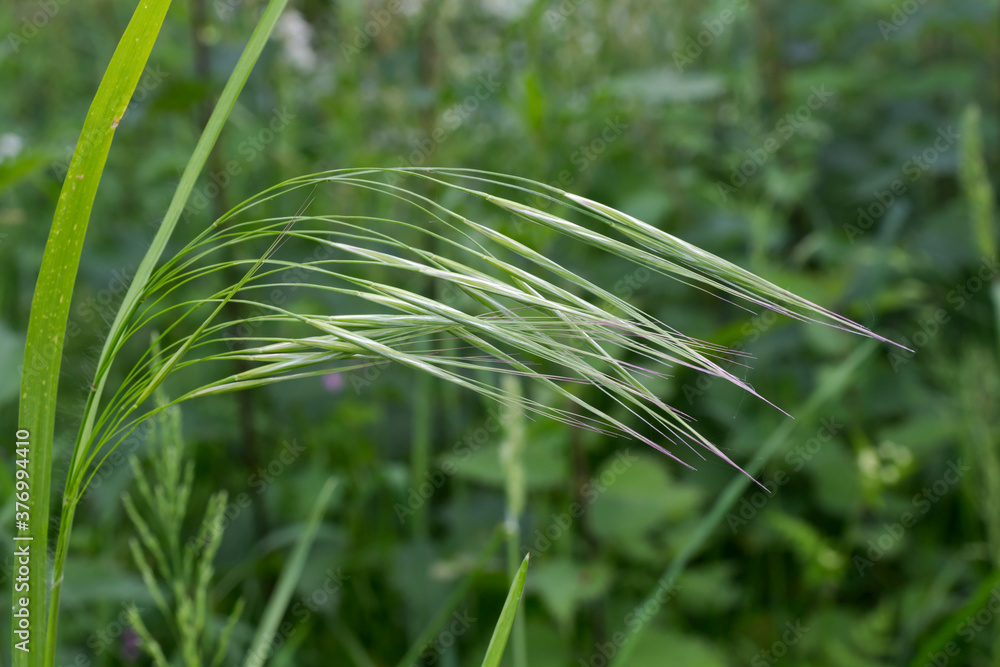 One of the grasses of the Bromus genus. This is just one of up to 170 ...