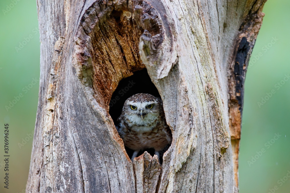 Burrowing Owl (Athene cunicularia) sitting in a hole in a tree in the ...