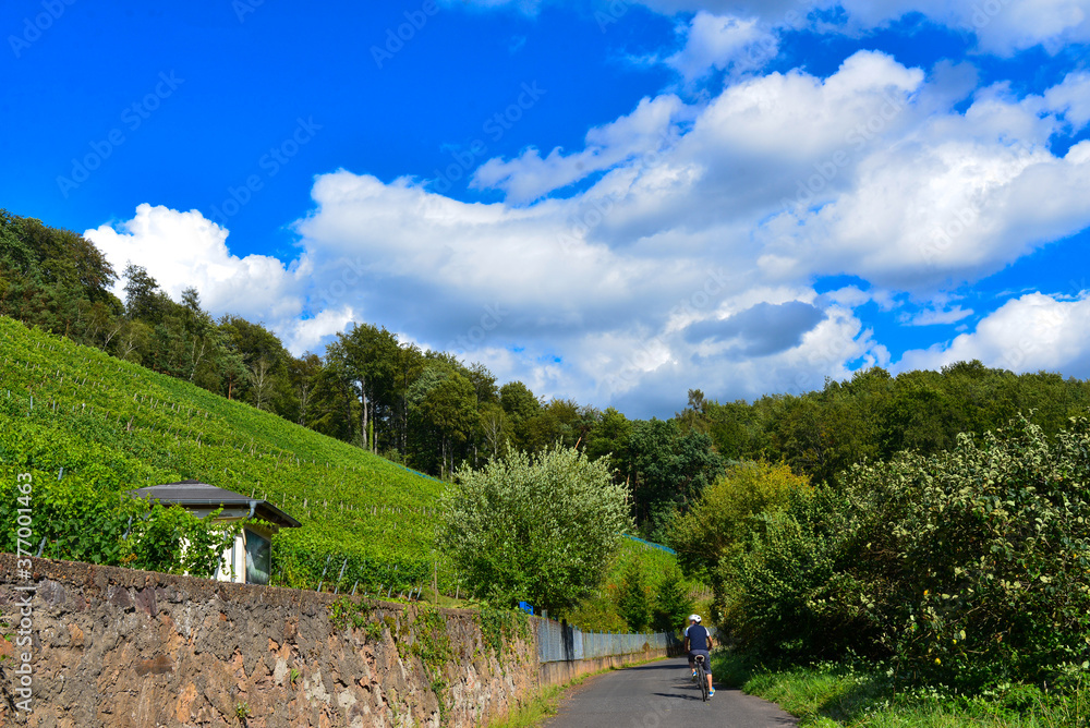 Foto de Weinbau am Schloßberg in Wasserlos-Alzenau do Stock | Adobe Stock