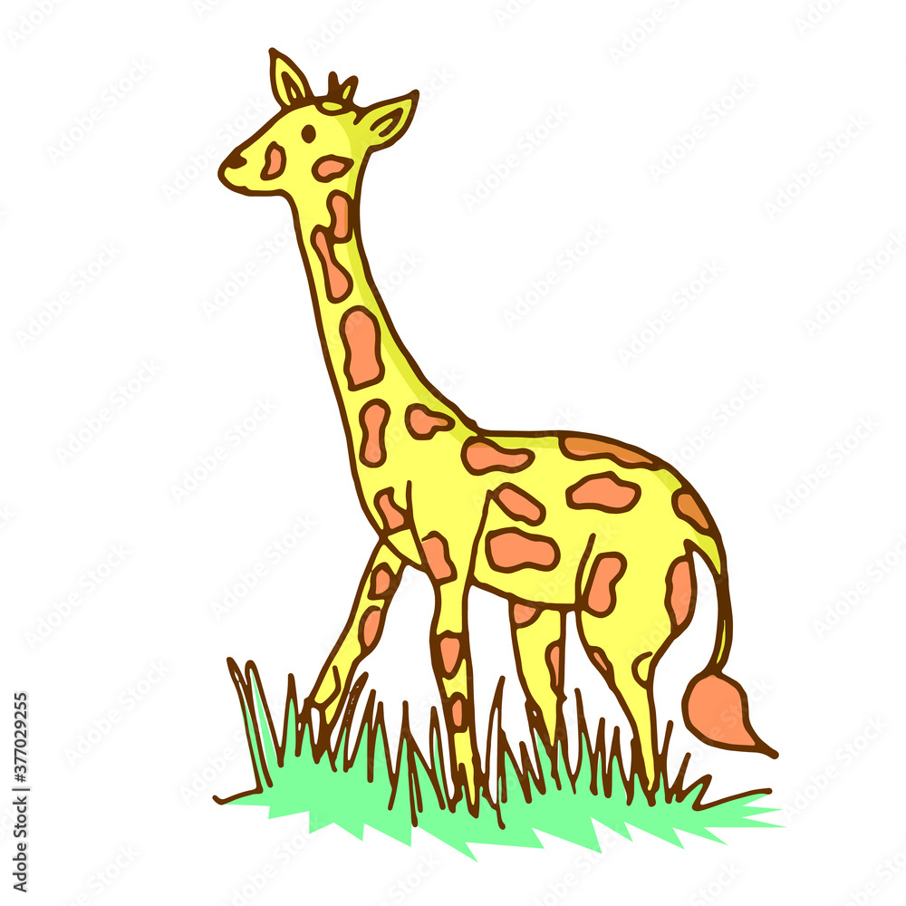 vector illustration of giraffe in the grass isolated on white ...