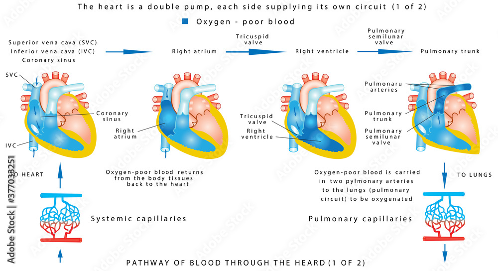Vecteur Stock Blood flow (1 of 2). The human heart work. Human ...