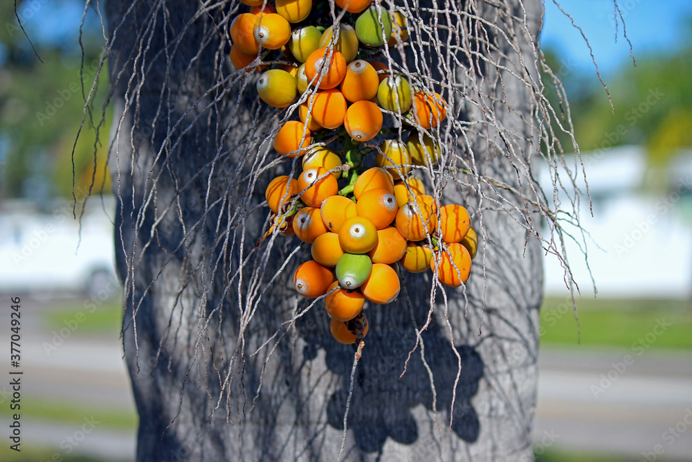 Palm Syagrus romanzoffiana Stock Photo | Adobe Stock