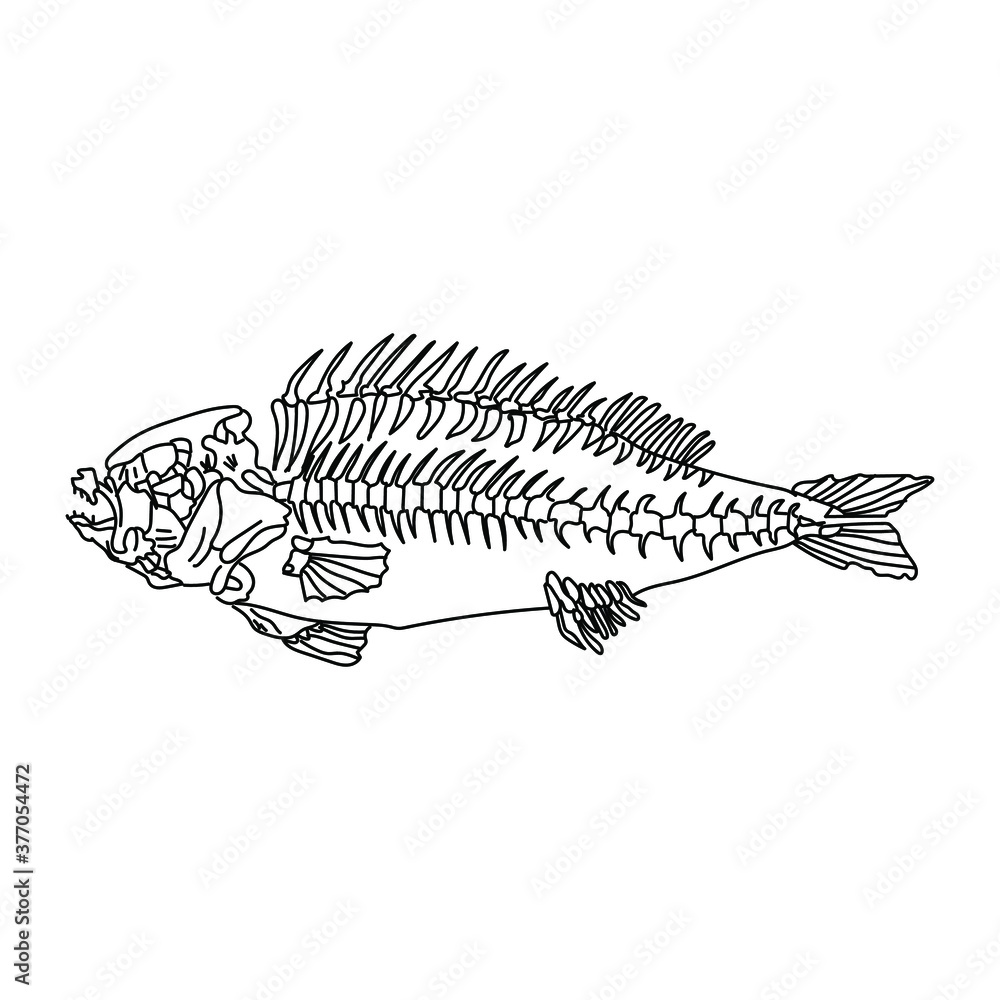 Perch skeleton, schematic representation of river fish bones ...