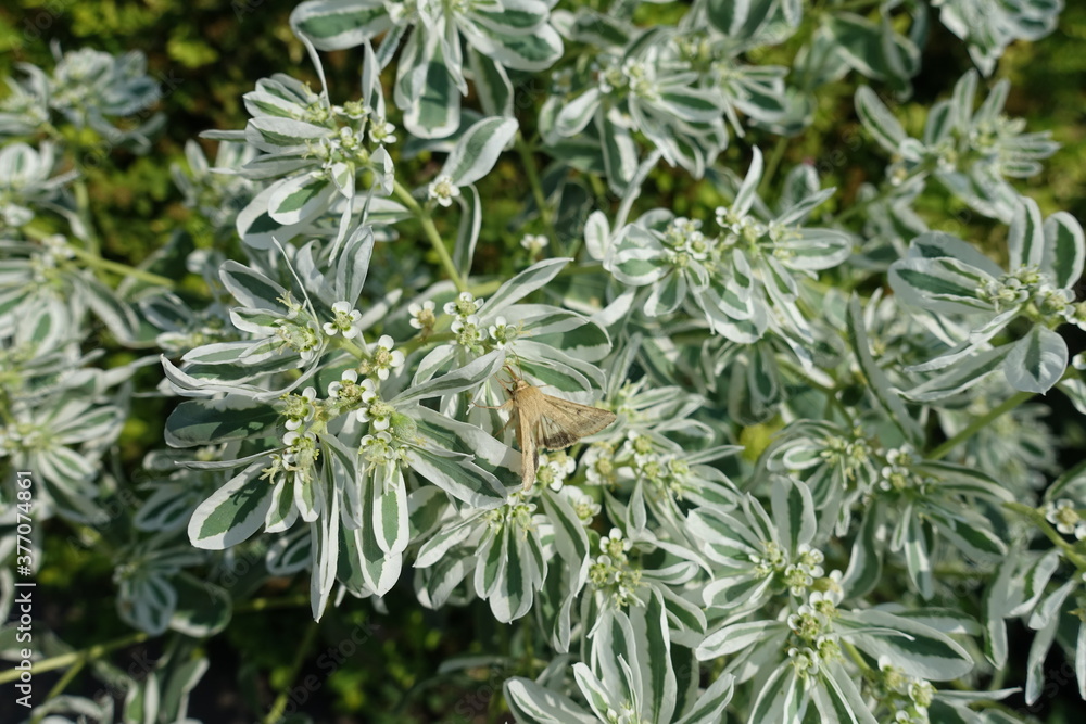 Butterfly on flowers of variegated spurge in September Stock Photo ...