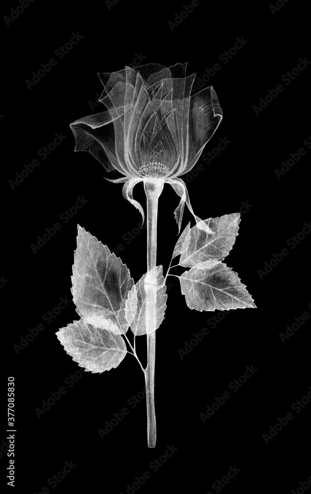 Transparent flowers of bright color, glow in the dark, with chalk ...