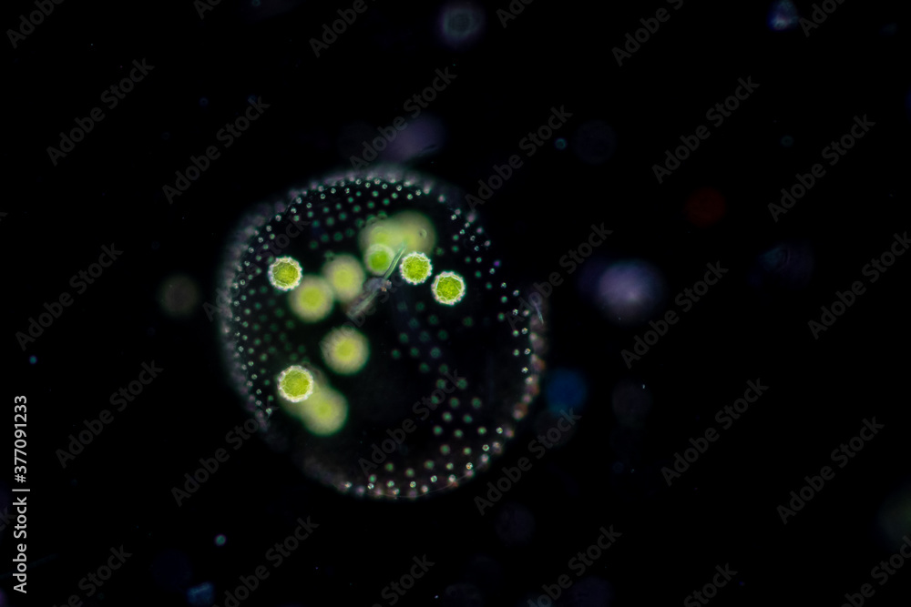 Volvox in drop of water under the microscope for classroom education ...