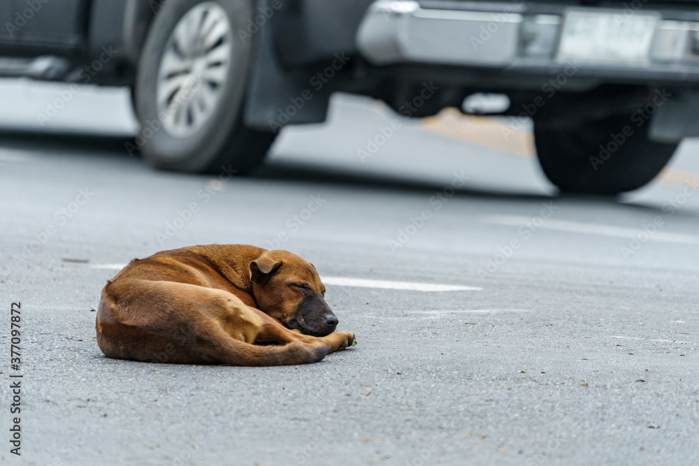 Abandoned homeless stray dog is lying in the street. Lonely homeless ...