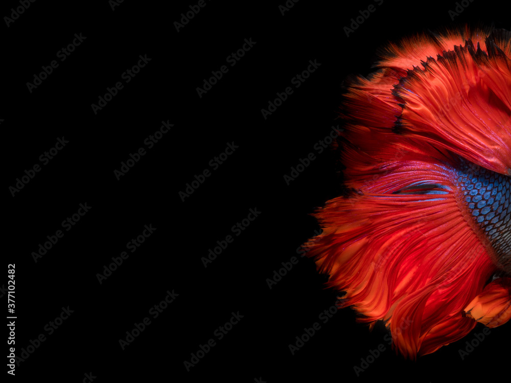 Abstract fine art fish tail free form of Betta fish or Siamese fighting ...
