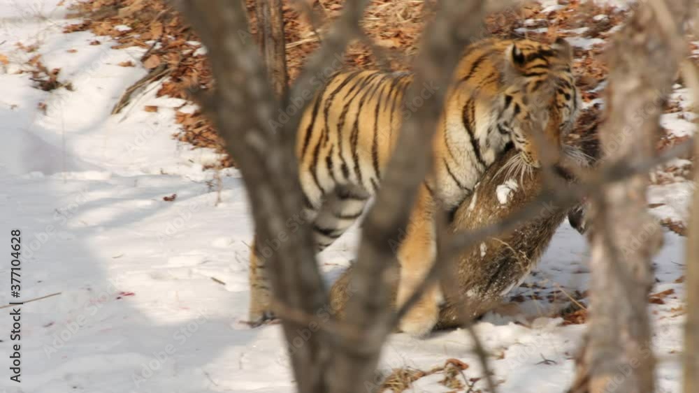 Siberian tiger carrying wild boar prey Stock-Video | Adobe Stock