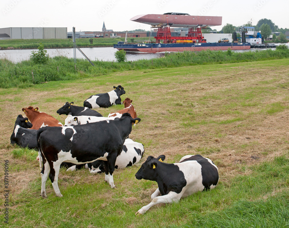 Cows on a Dutch dike. Transport of a aluminium hull. Pontoon. Tugboat ...