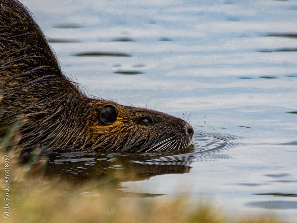 Coipo - Myocastor coypus - mammal Stock Photo | Adobe Stock